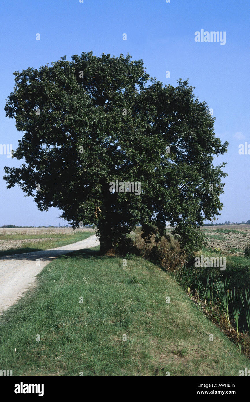 Croatia, Durmast Oak (Quercus petraea), growing between country track ...