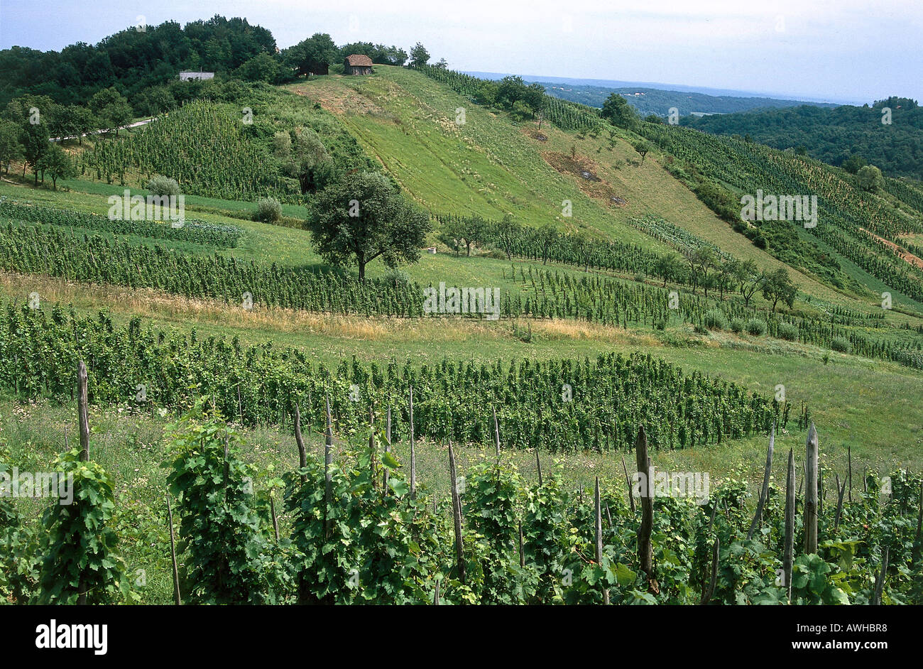 Croatia, Central Croatia, Okic, isolated farm building overlooking vine ...