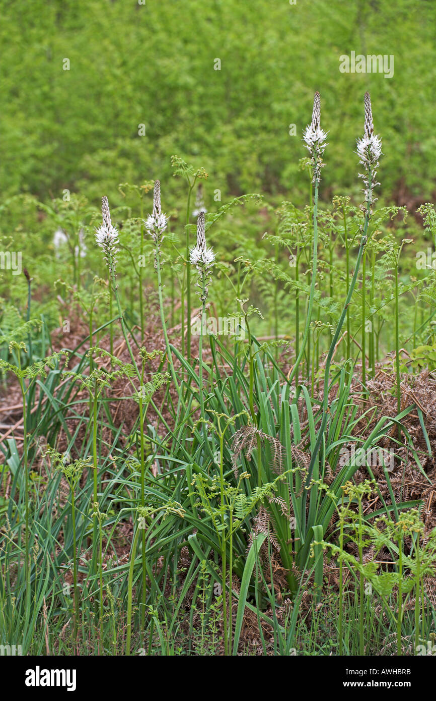 Common asphodel Asphodelus aestivus growing on roadside heathland near ...