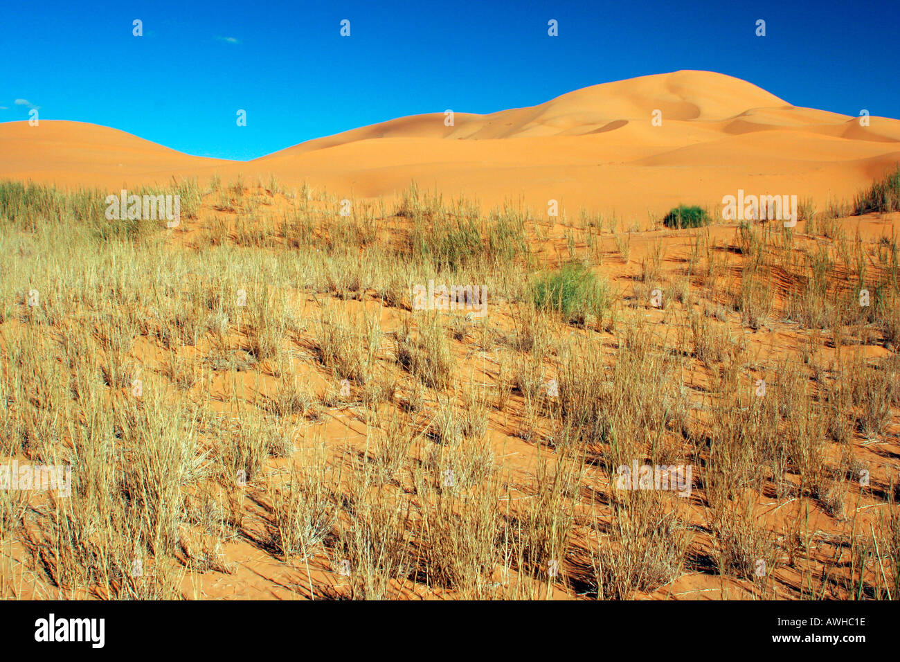 Morocco Central Morocco Merzouga The green colours of wild plants ...