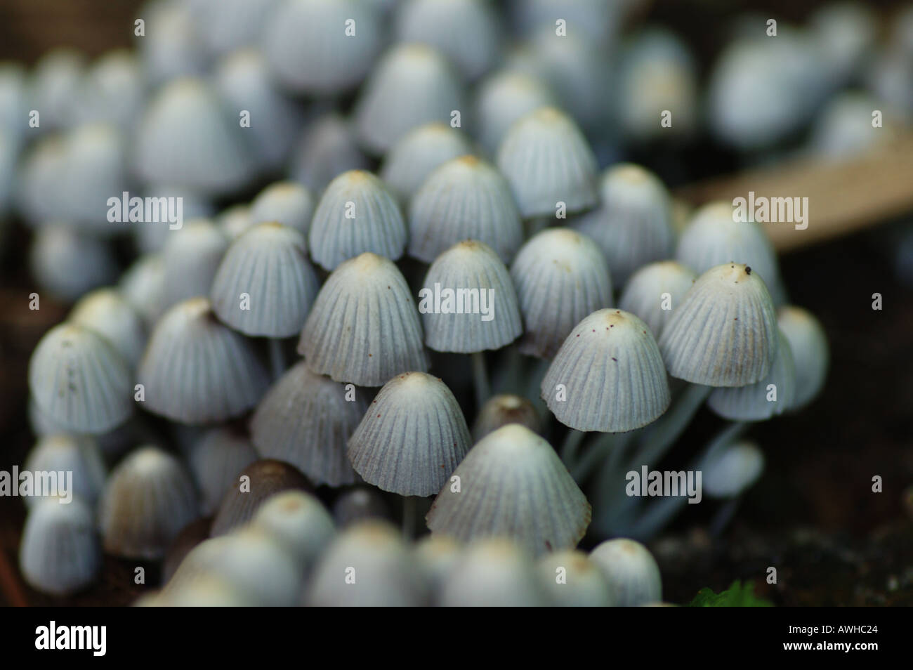 Fairy Bonnet fungus Maroochydore Queensland Australia dsc 9449 Stock ...