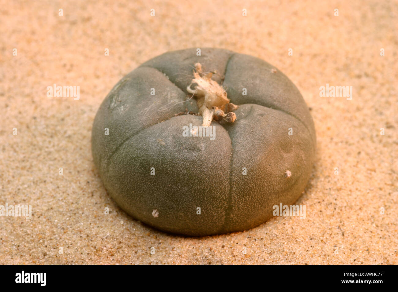 Peyote cactus button used as a hallucinogen by the Native American ...