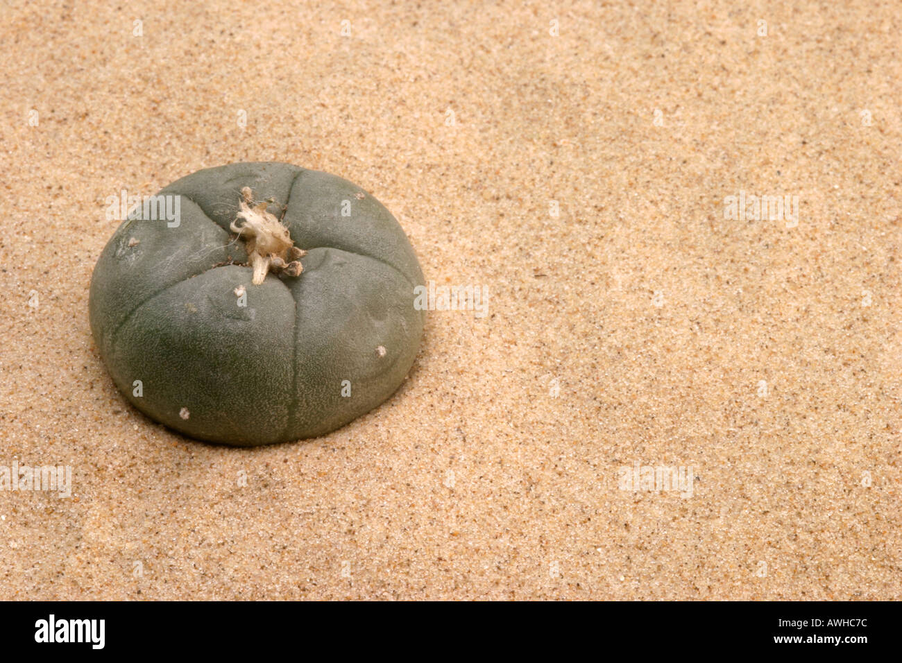 Peyote button hi-res stock photography and images - Alamy