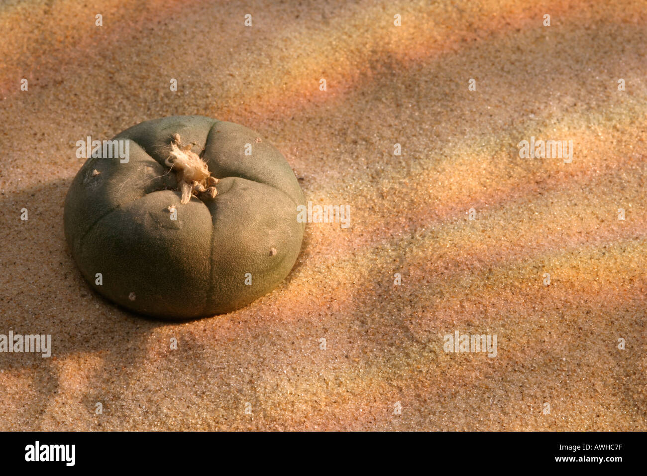 Peyote cactus button used as a hallucinogen by the Native American ...