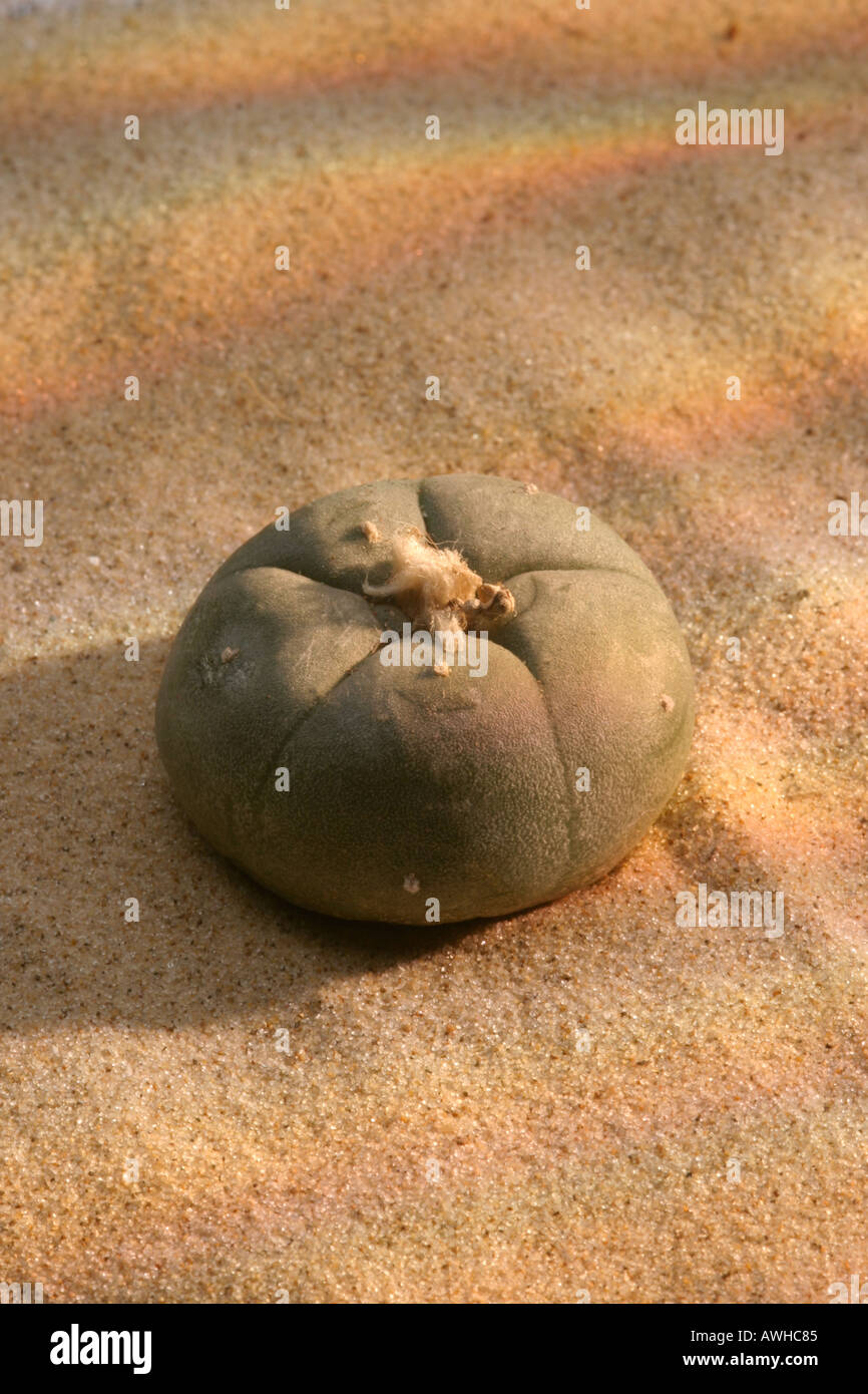 Peyote cactus button used as a hallucinogen by the Native American ...