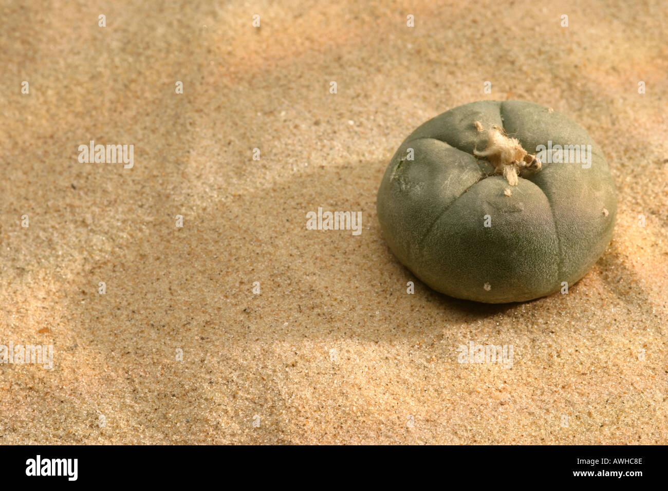 Peyote cactus button used as a hallucinogen by the Native American ...