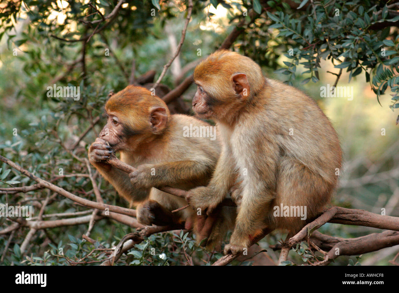 Morocco Central Morocco Cascades d Ouzoud Macaque Monkeys Barbary Ape ...