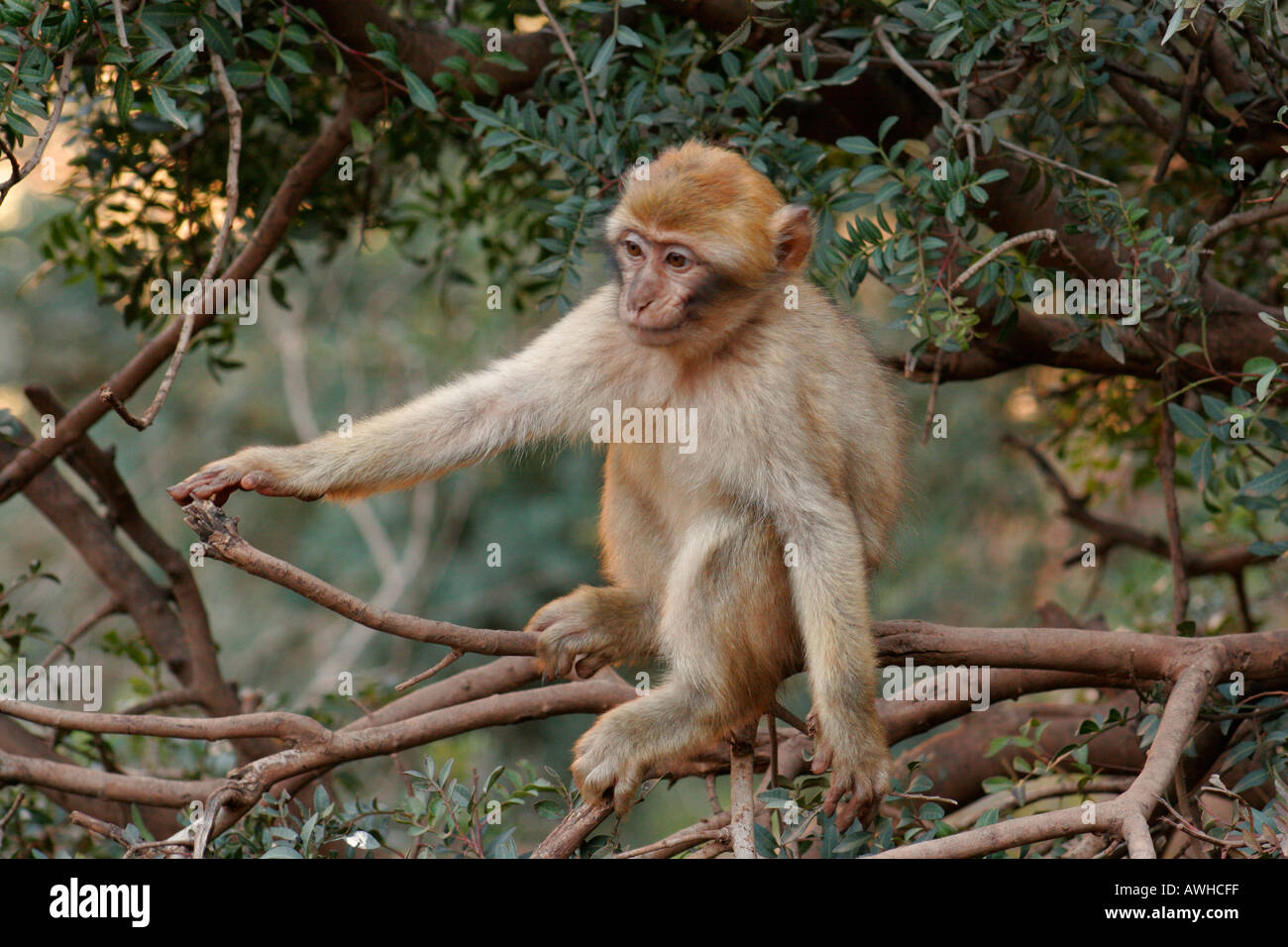 Morocco Central Morocco Cascades d Ouzoud Macaque Monkey Barbary Ape ...