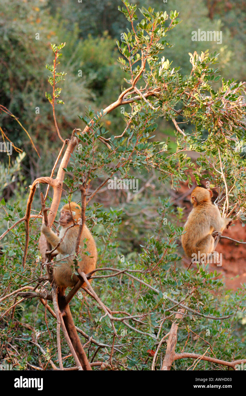 Morocco Central Morocco Cascades d Ouzoud Macaque Monkeys Barbary Ape ...