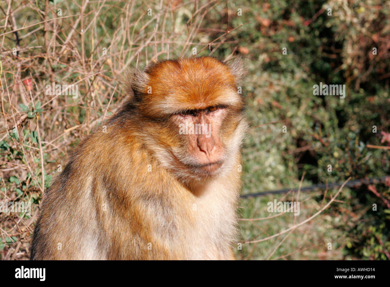 Morocco Central Morocco Cascades d Ouzoud Macaque Monkey Barbary Ape ...