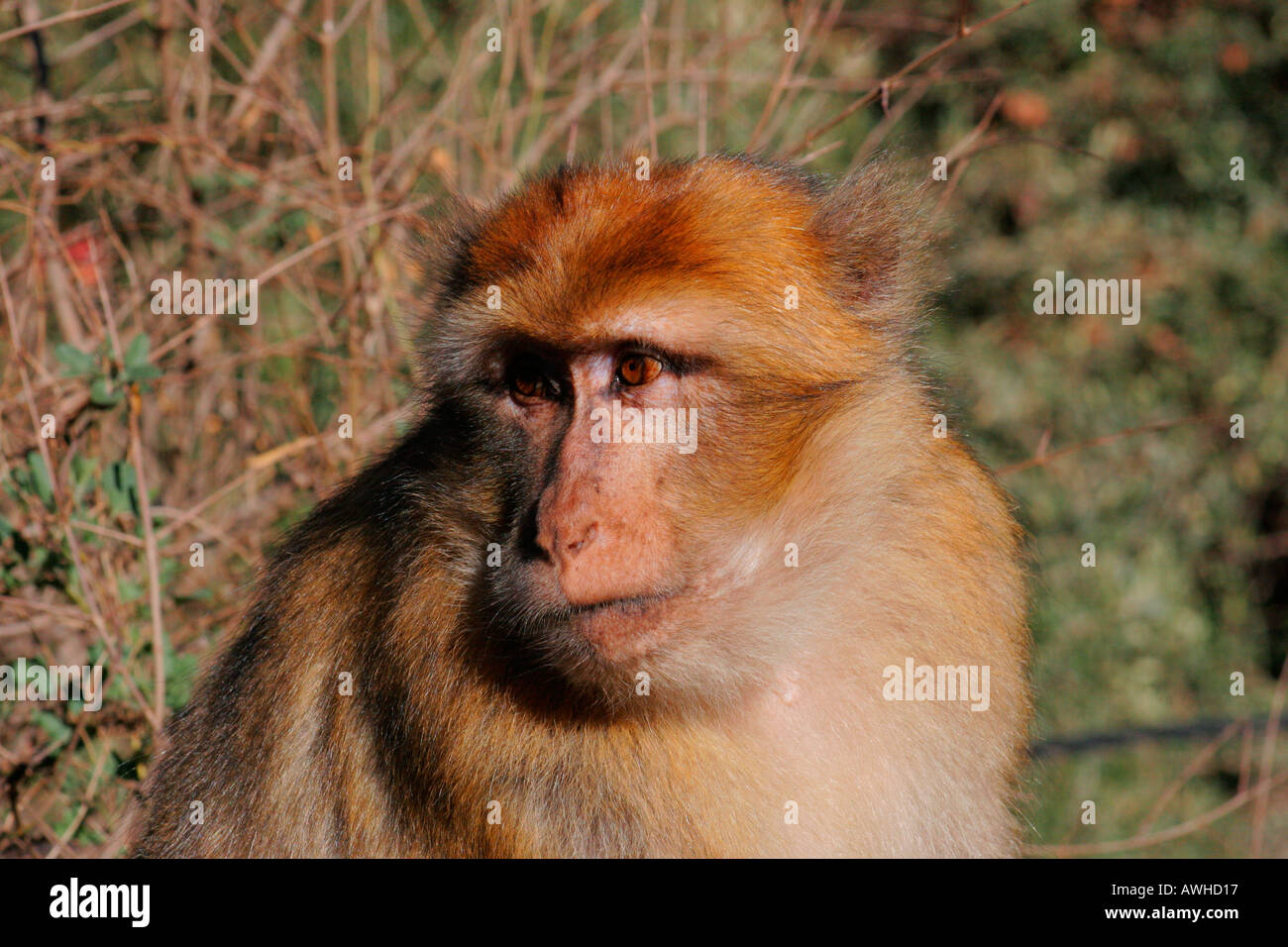 Morocco Central Morocco Cascades d Ouzoud Macaque Monkey Barbary Ape ...
