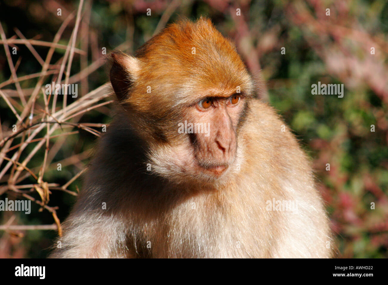 Morocco Central Morocco Cascades d Ouzoud Macaque Monkey Barbary Ape ...