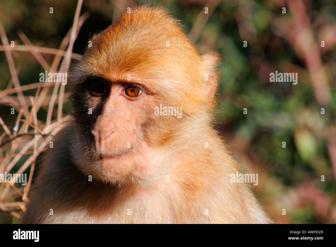 Morocco Central Morocco Cascades d Ouzoud Macaque Monkey Barbary Ape ...