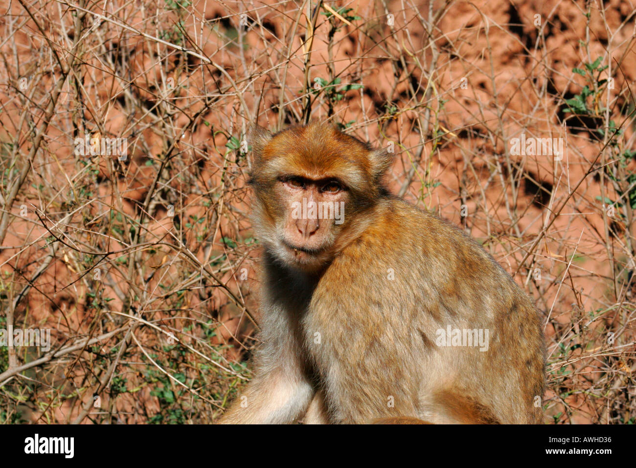Morocco Central Morocco Cascades d Ouzoud Macaque Monkey Barbary Ape ...