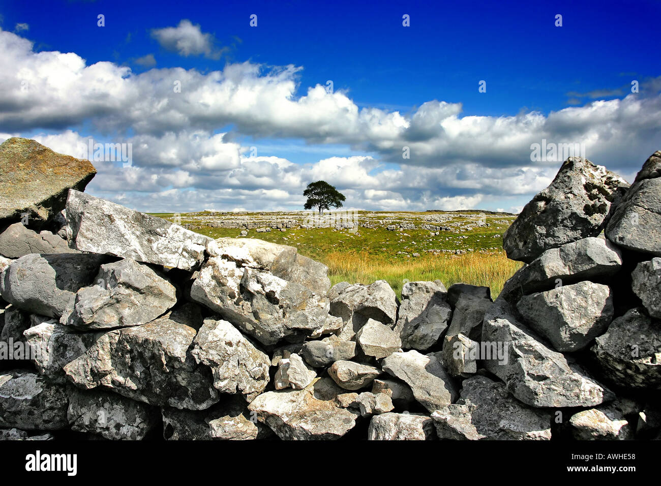 Natures Frame, loan tree framed by a limestone wall Stock Photo - Alamy