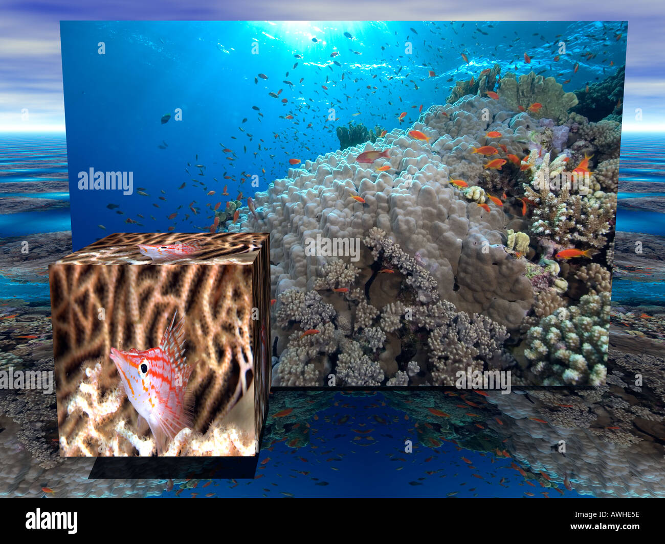 Coral Reef and Tropical Fish Montage Stock Photo - Alamy