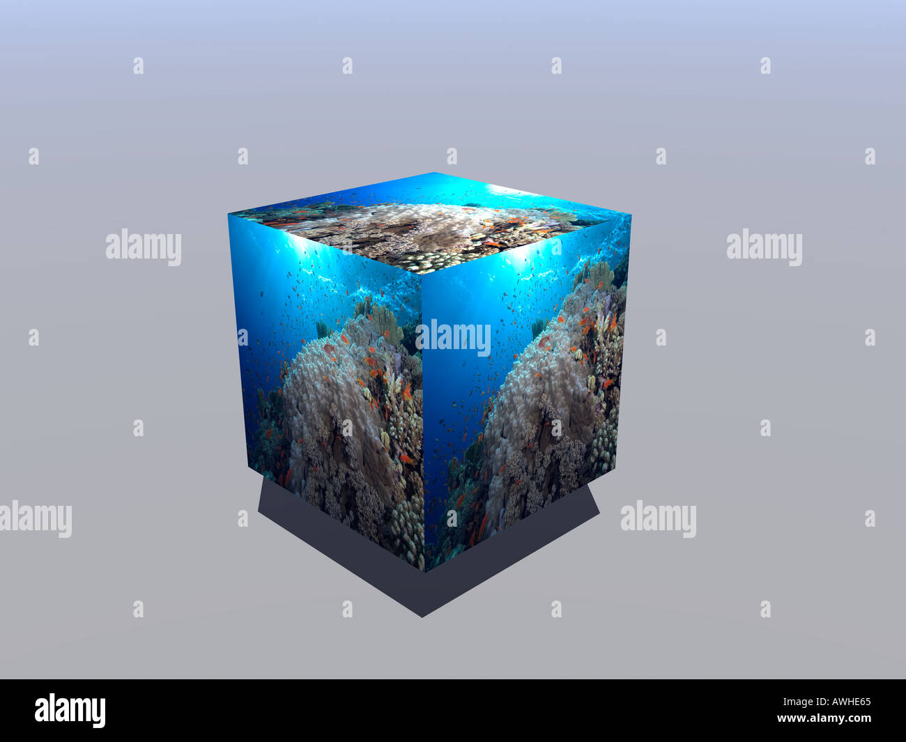Graphic Illustration of Coral Reef in a Cube Stock Photo - Alamy