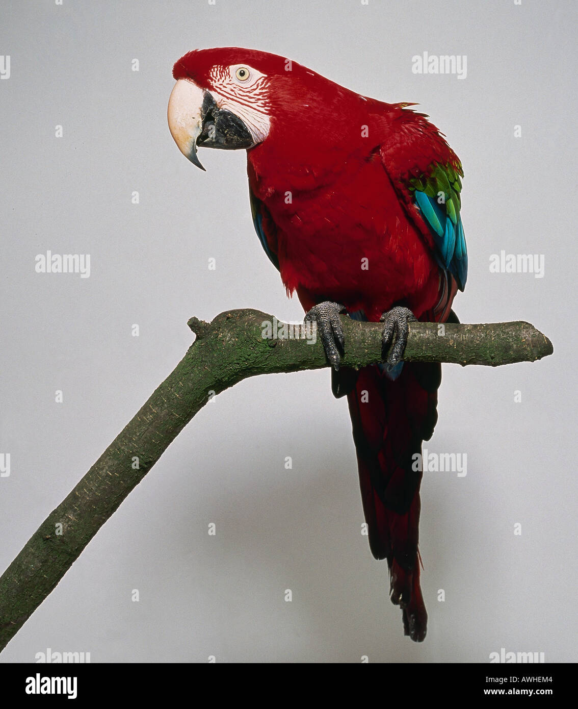 Side/front view of a Green Winged Macaw perched on a thin branch. The ...