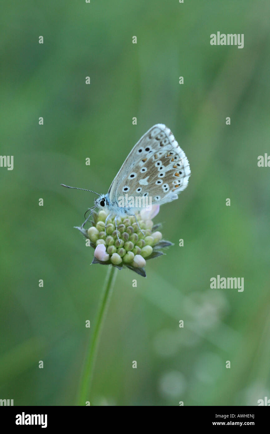 Summer azure butterflies hi-res stock photography and images - Alamy