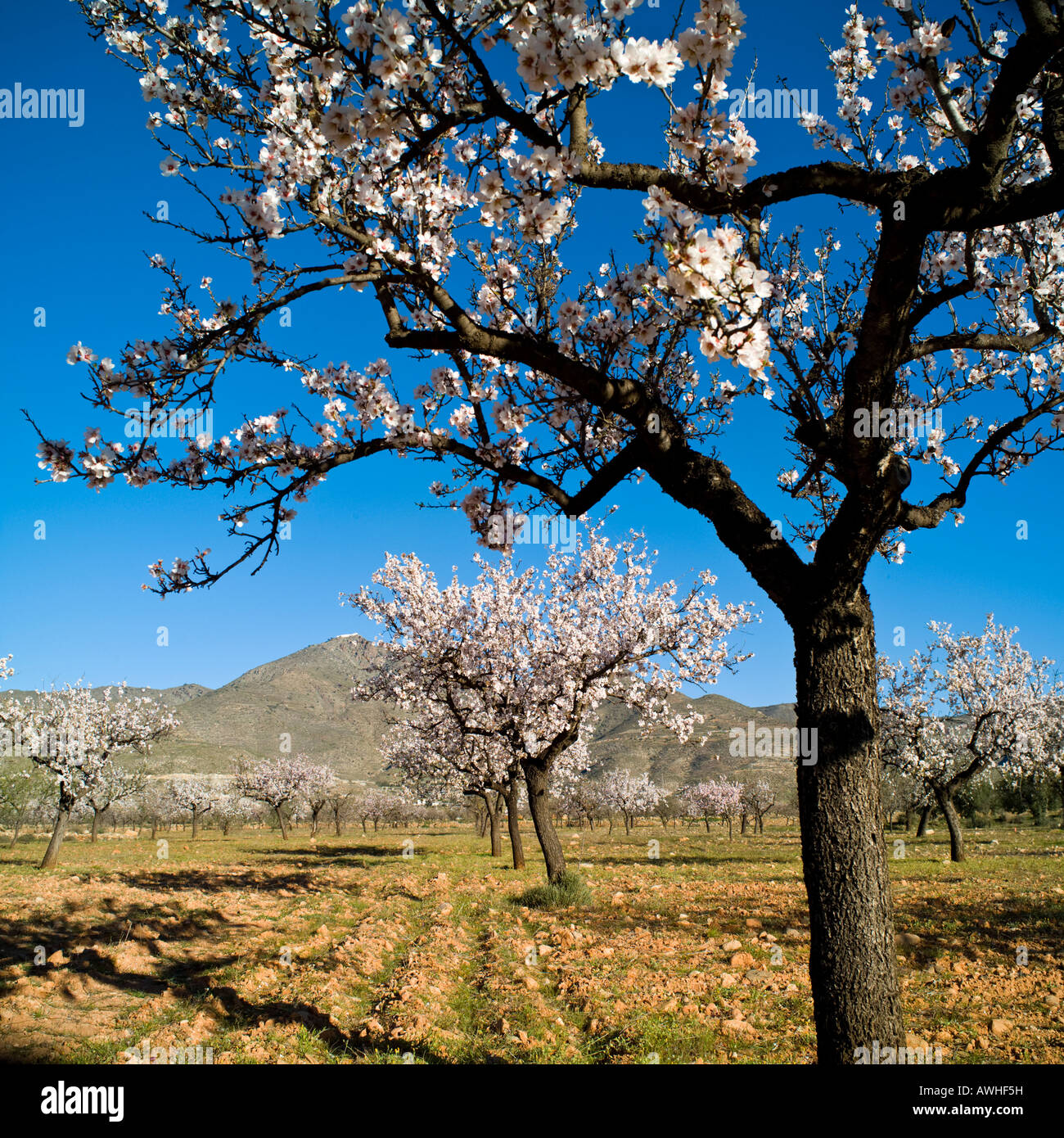 Field of almond trees in blossom, southern Spain Stock Photo - Alamy