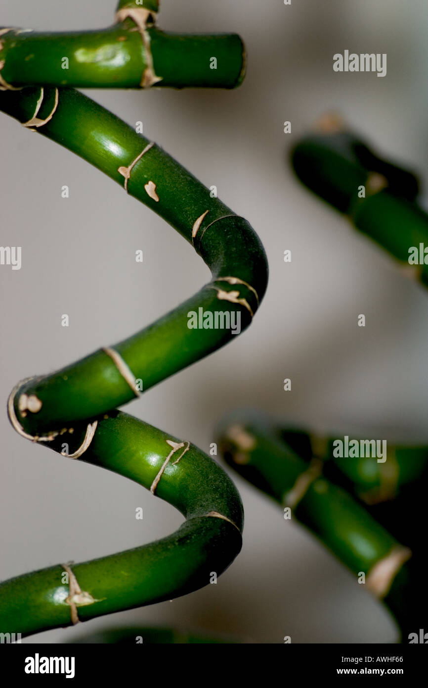 2000 Bamboo High Resolution Stock Photography and Images - Alamy