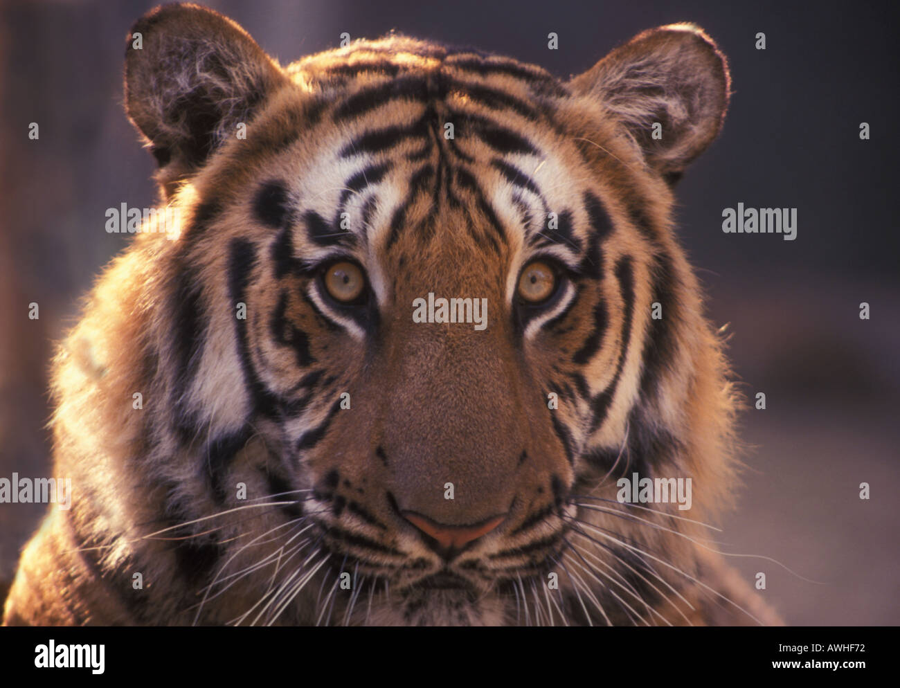 Tiger Male portrait Stock Photo - Alamy