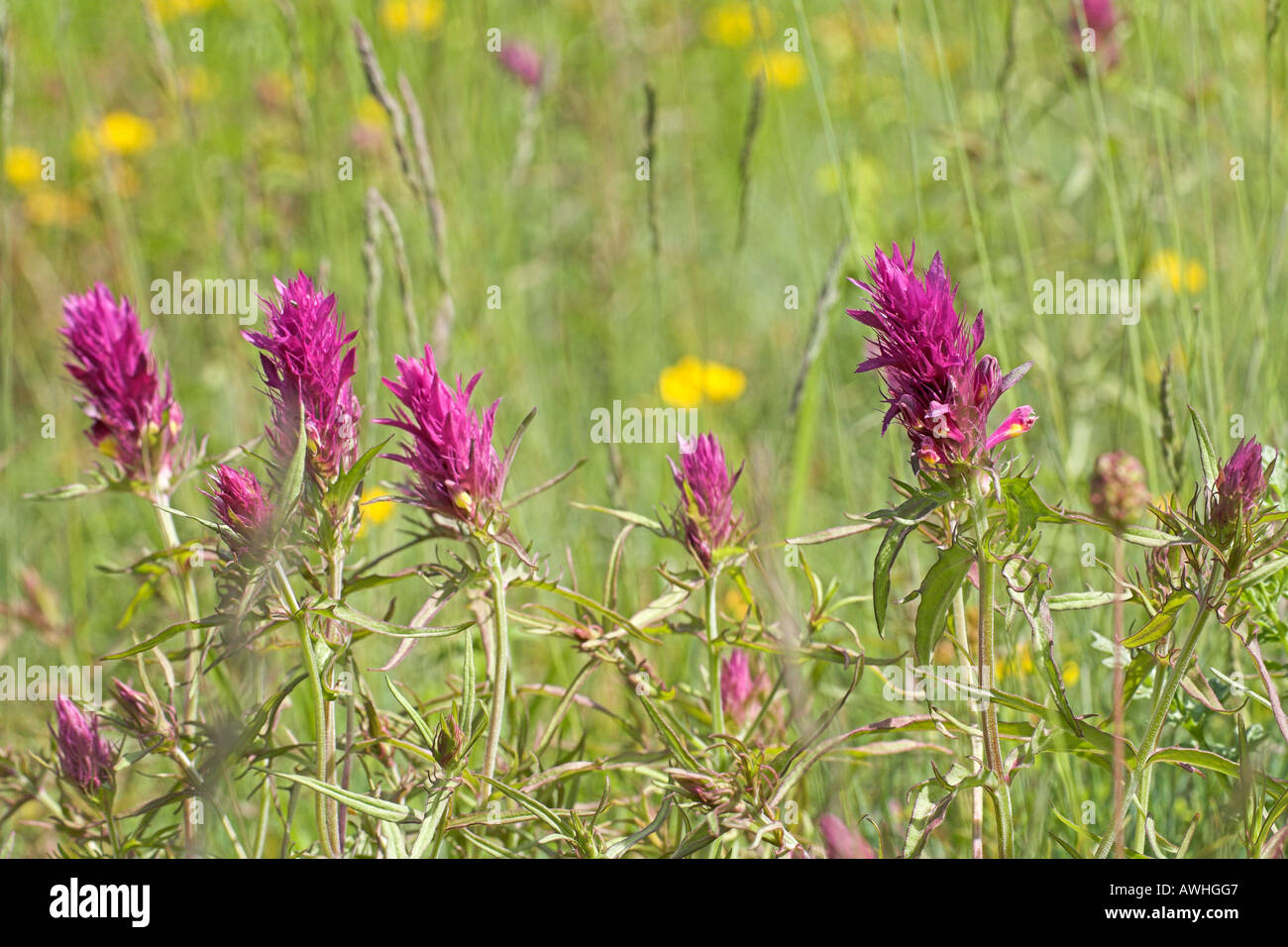Field cow wheat Melampyrum arvense partially parasitic plant growing on ...