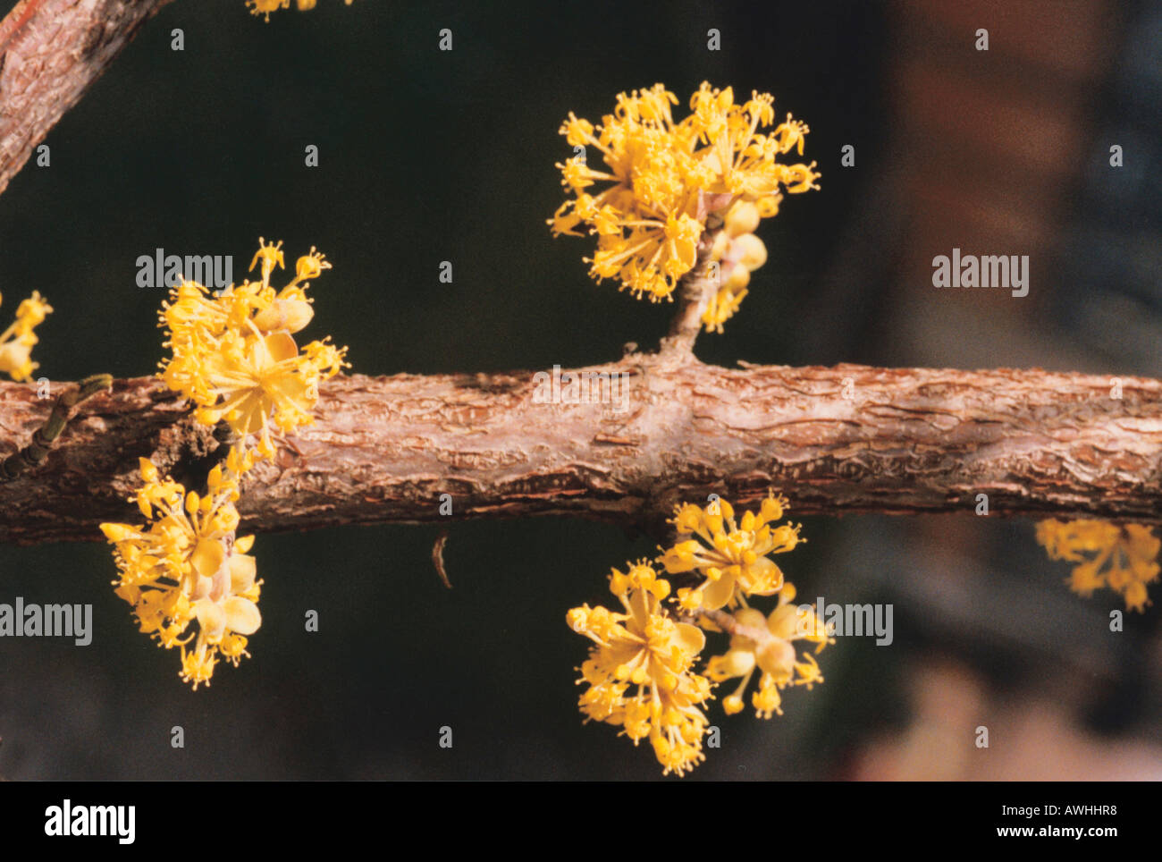 Cornus mas blooming hi-res stock photography and images - Alamy