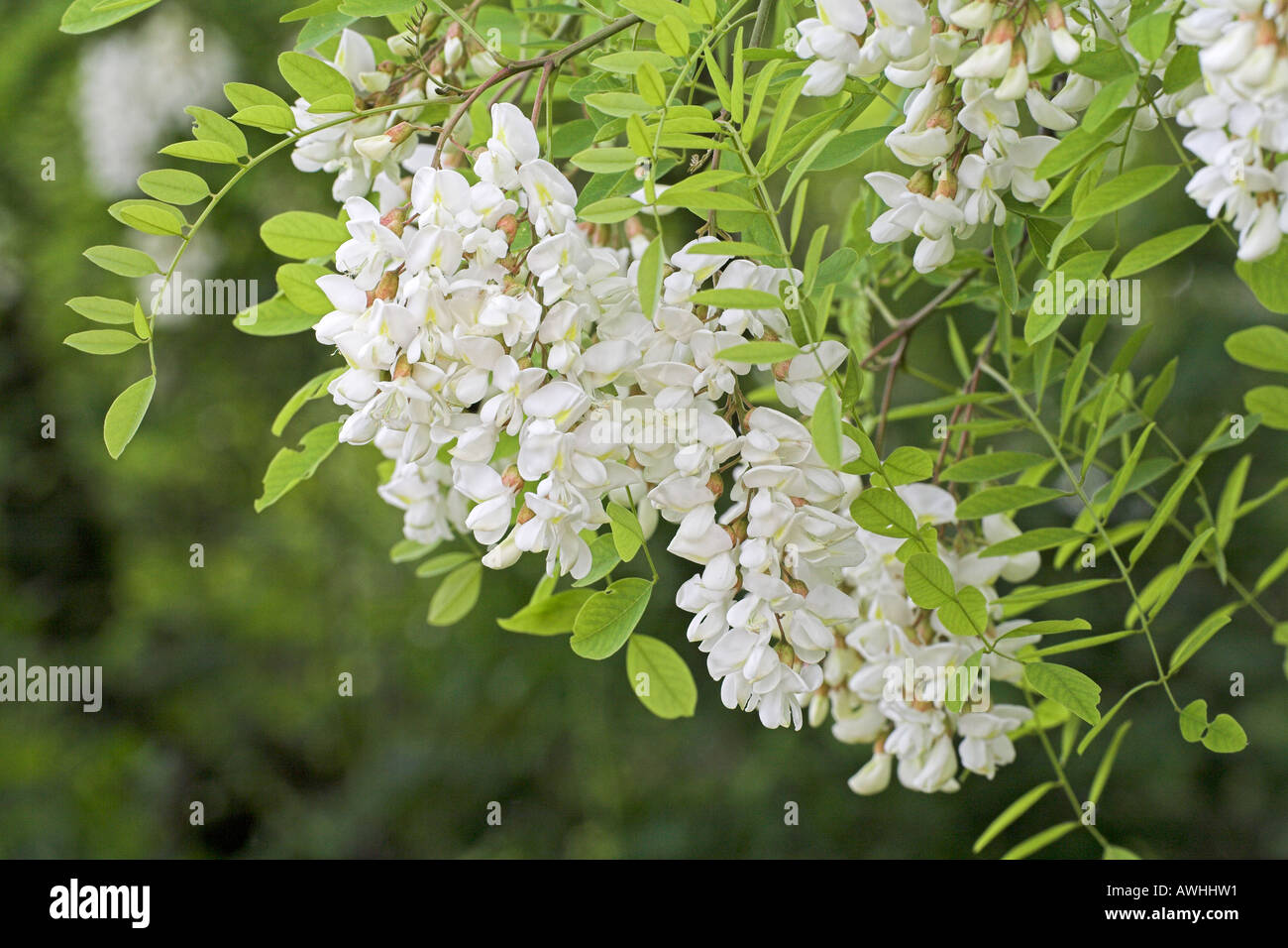 False acacia Robinia pseudoacacia flower flowers in racems near Bourges ...