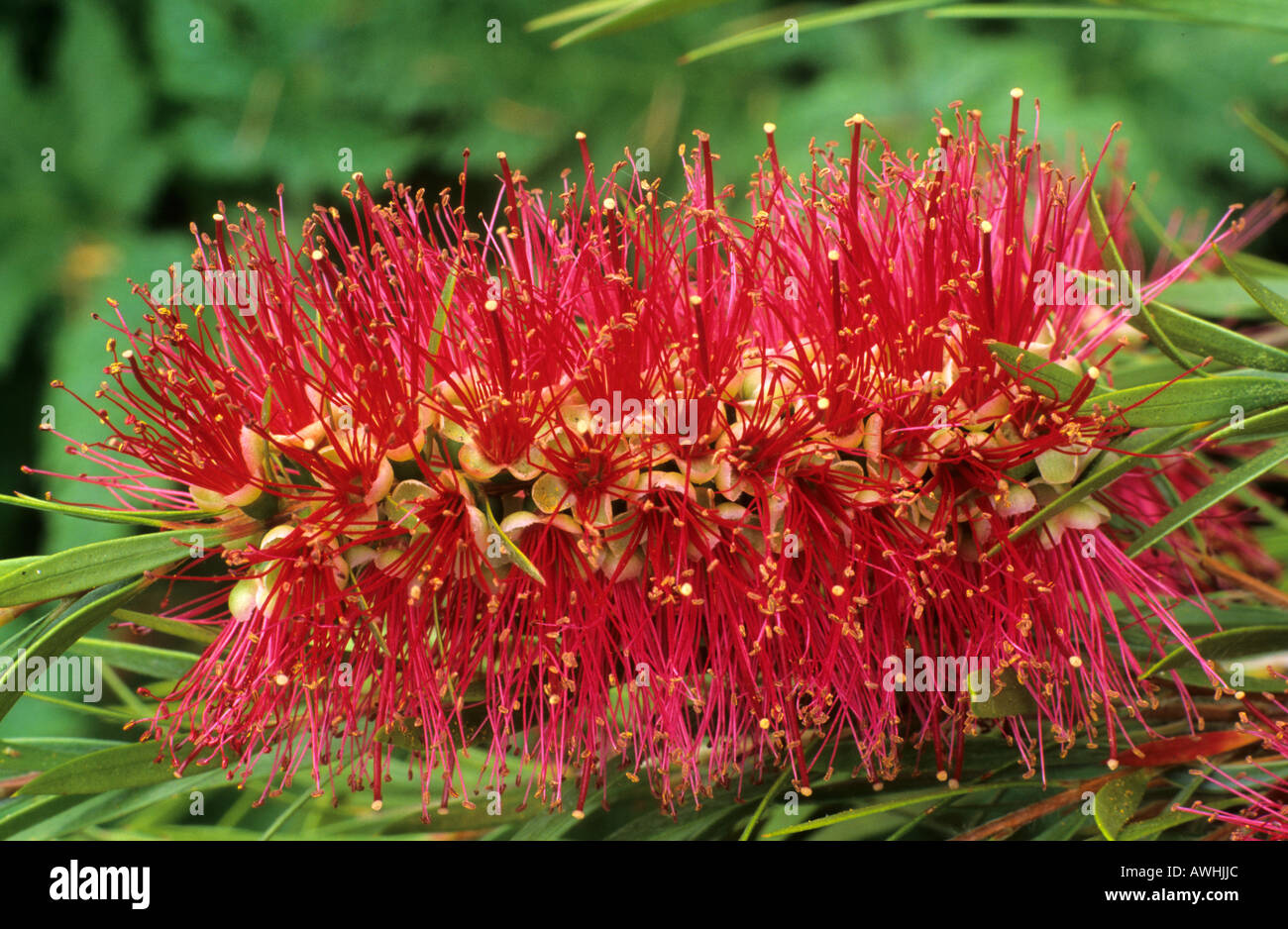 Callistemon subulatus hi-res stock photography and images - Alamy