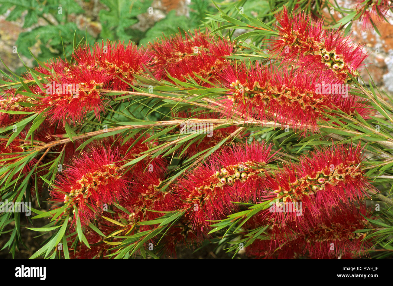 Callistemon Subulatus High Resolution Stock Photography and Images - Alamy