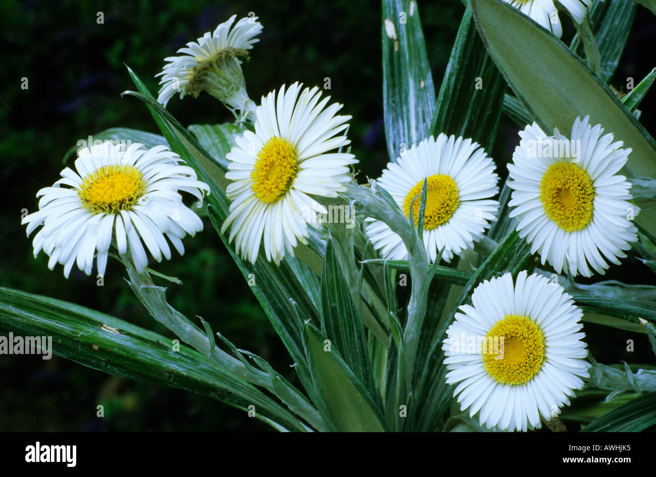 Celmisia spectabilis hi-res stock photography and images - Alamy