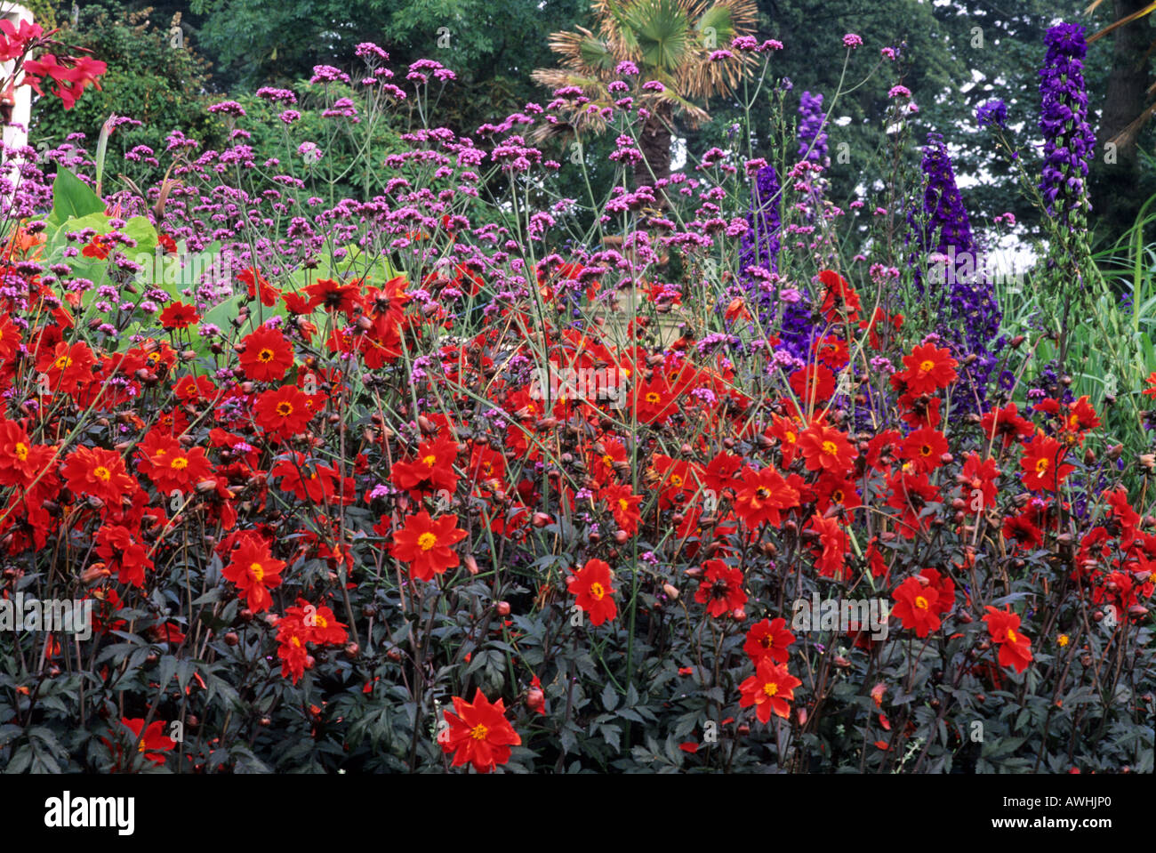 Red And Lavender Flower Border Garden