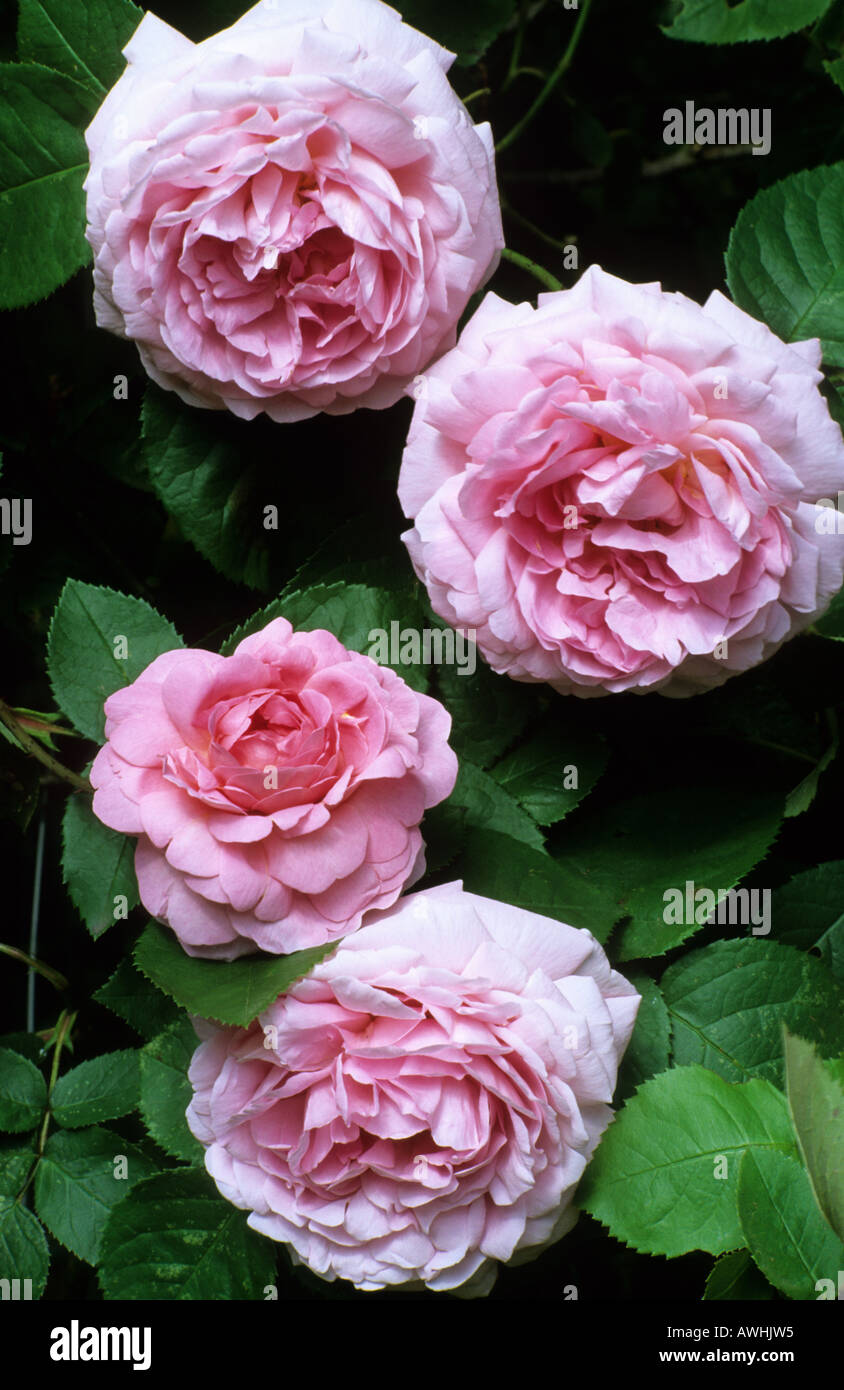 Climbing rose climbing roses hi-res stock photography and images - Alamy