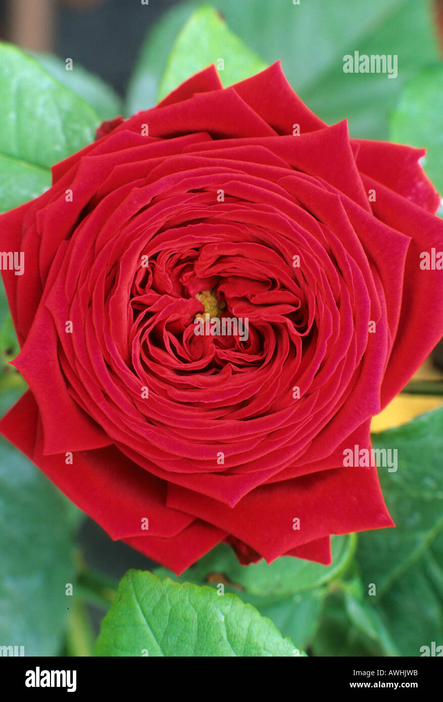 Hybrid perpetual rose hi-res stock photography and images - Alamy