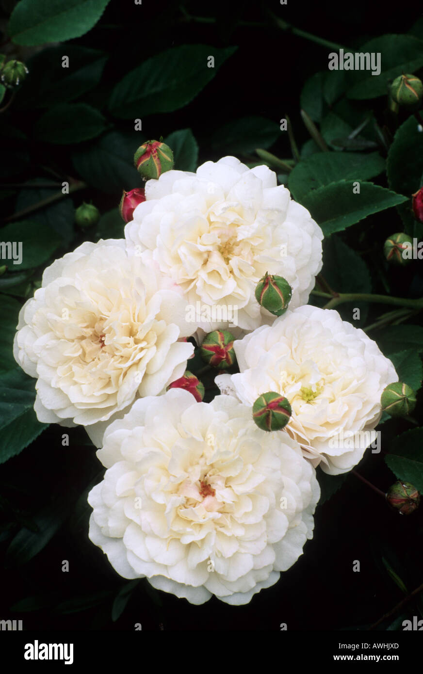 Little imp hi-res stock photography and images - Alamy