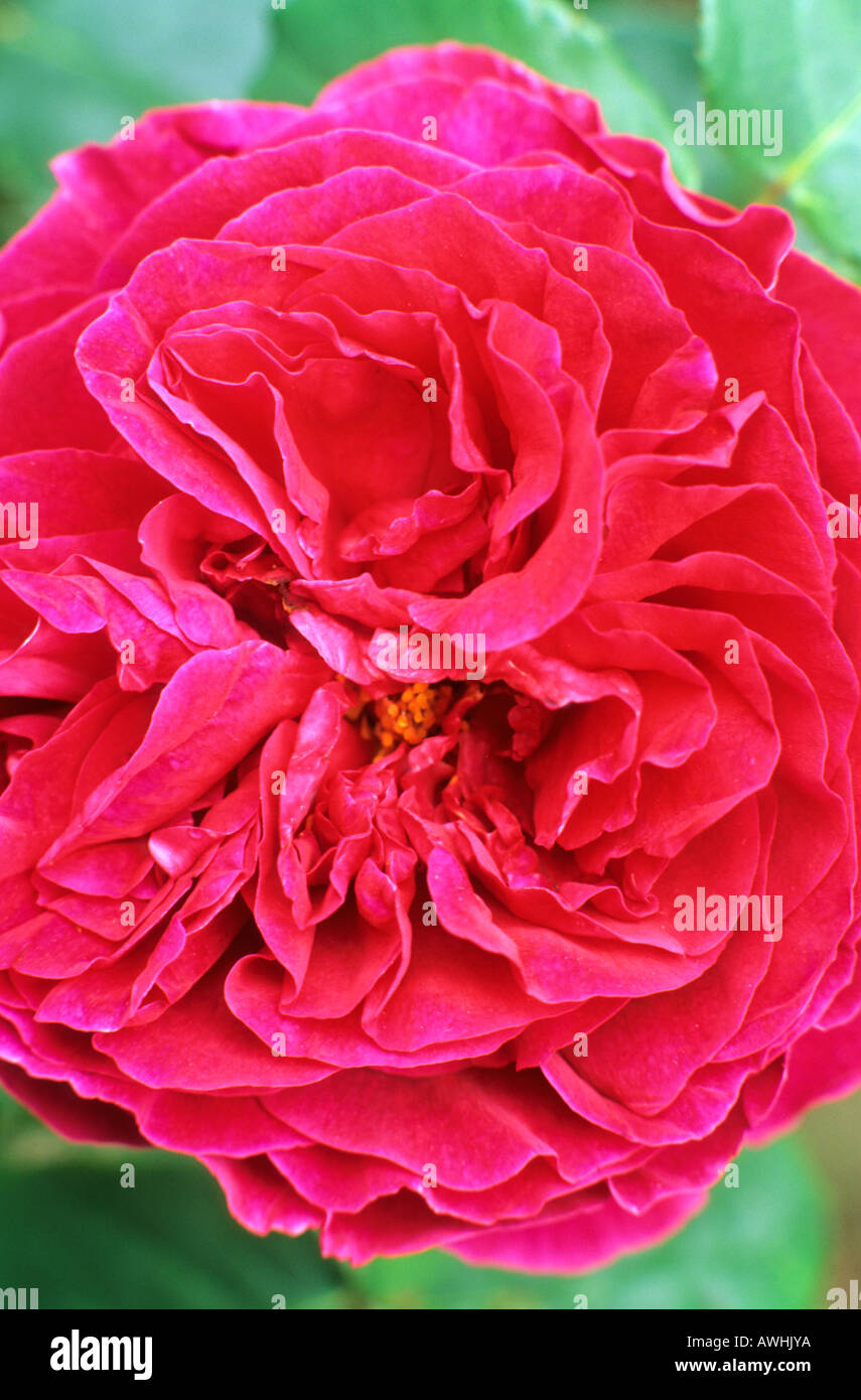 Rosa othello shrub rose hi-res stock photography and images - Alamy