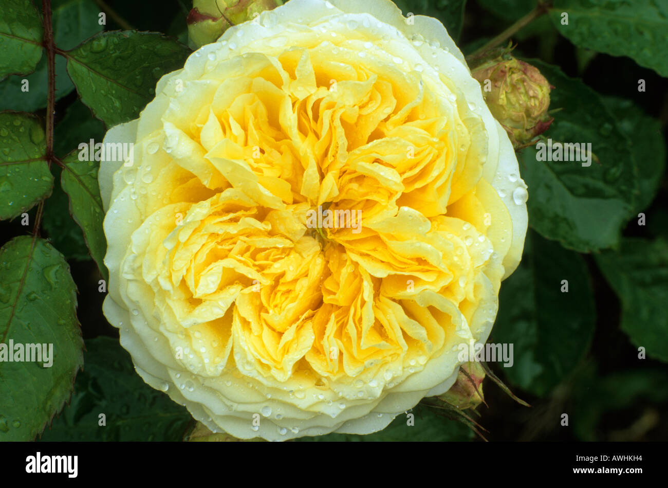 Rose rosa the pilgrim hi-res stock photography and images - Alamy
