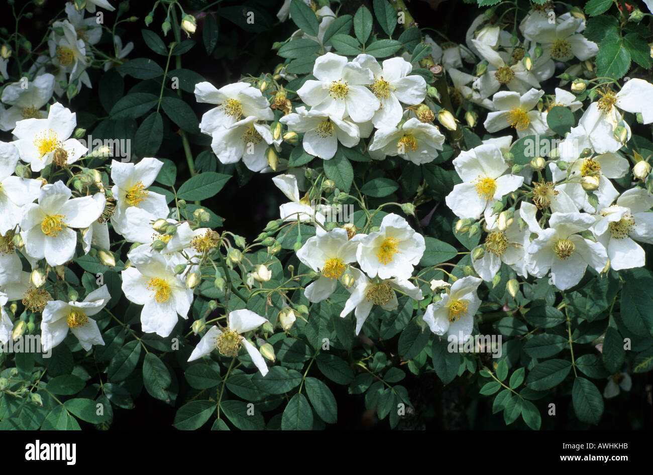 Rosa 'Wickwar', white rambler rose, garden plant, flower, roses Stock ...