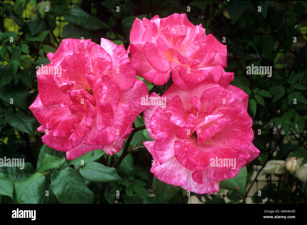 Handel climbing rose hi-res stock photography and images - Alamy