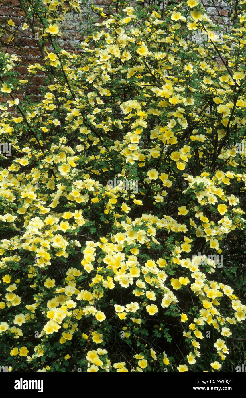 Rosa xanthina Canary Bird shrub rose Stock Photo - Alamy