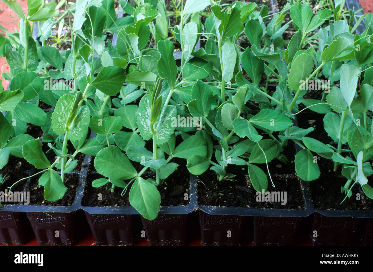 Snap pots hi-res stock photography and images - Alamy