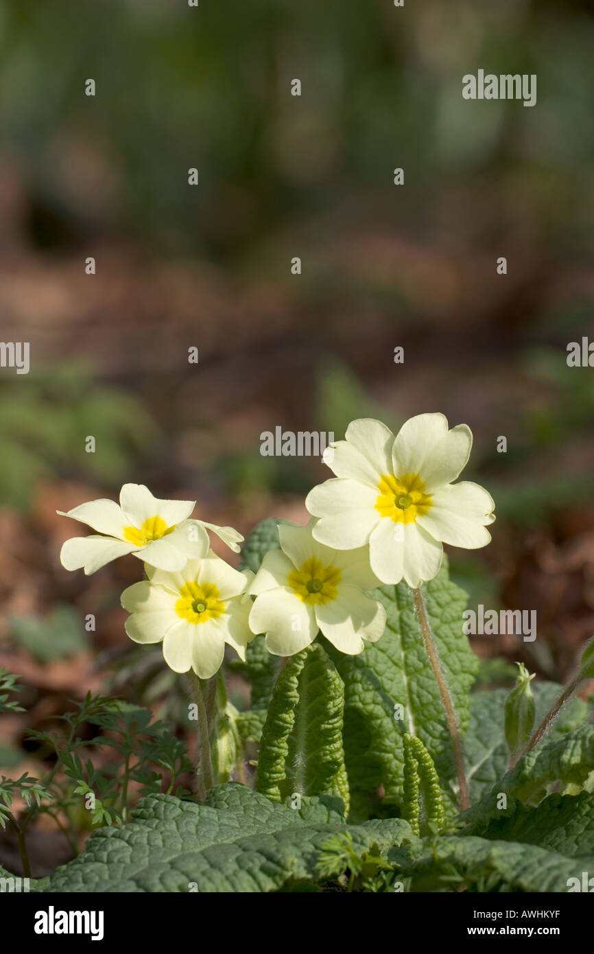 Primrose Primula vulgaris Garsten Wood RSPB Reserve Dorset England ...