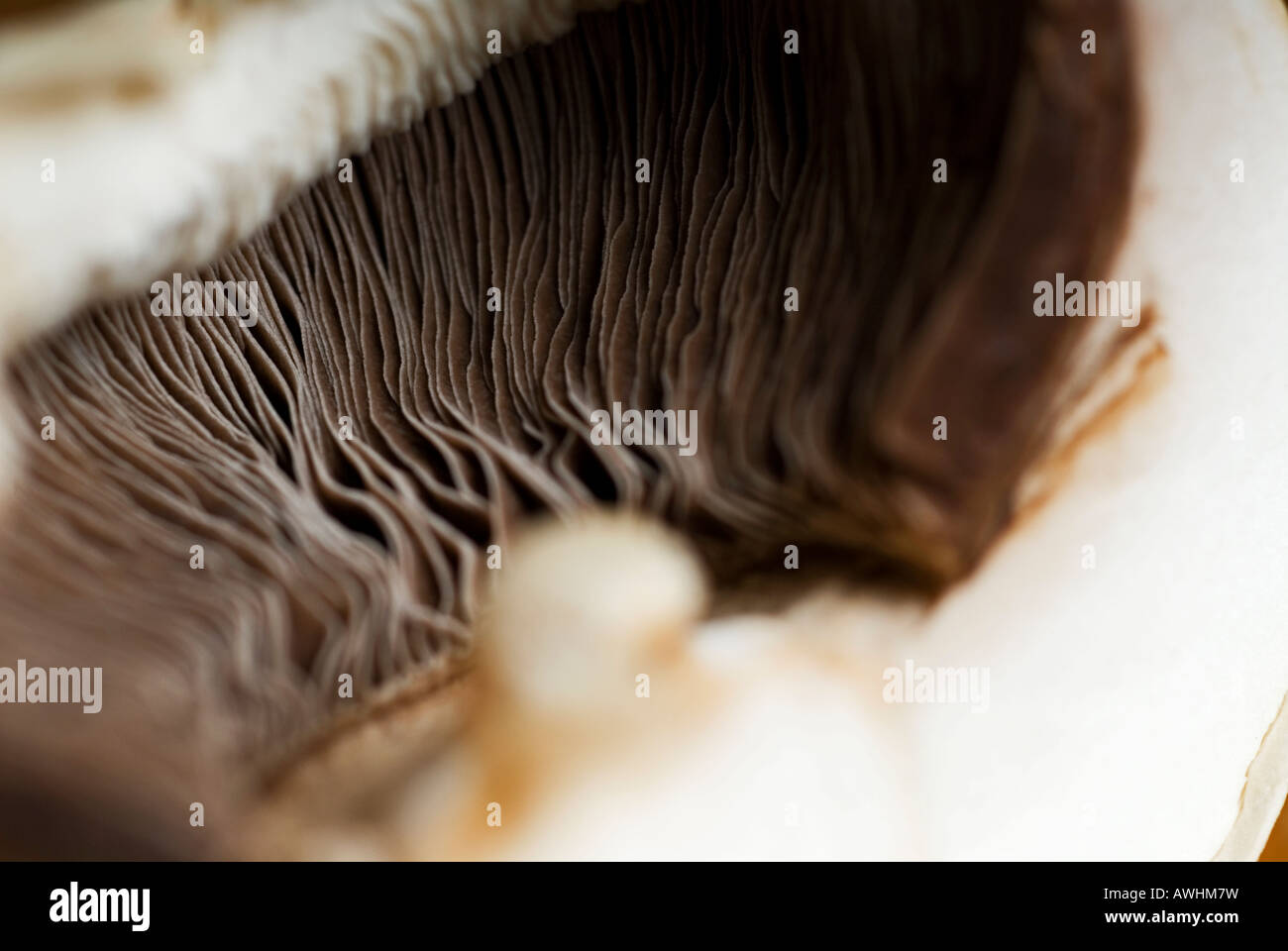 Stock photo of a close up shot of the common field mushroom The ...