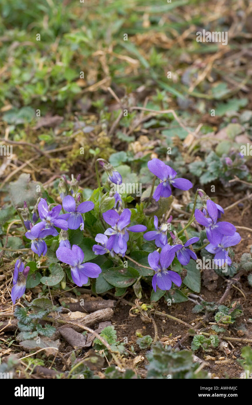 Viola martin hi-res stock photography and images - Alamy