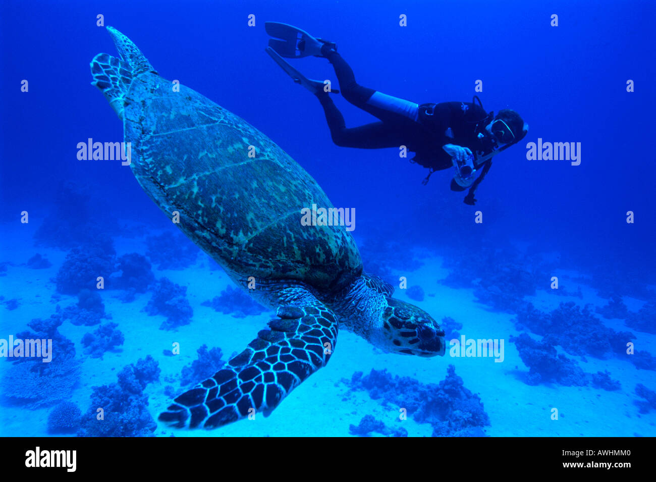 Photos of sea turtles hi-res stock photography and images - Alamy