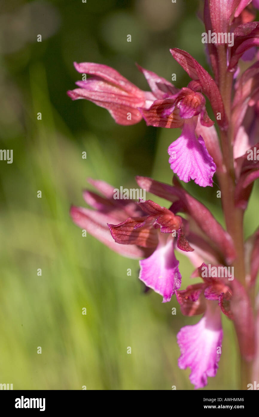Pink Butterfly Orchid Orchis papilionacea near Campile Corsica France ...
