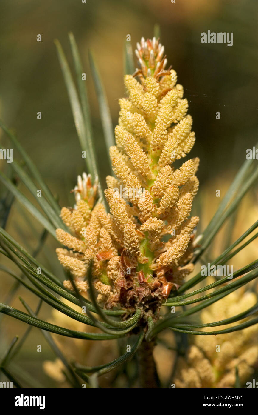 Pinus sylvestris flowers hi-res stock photography and images - Alamy