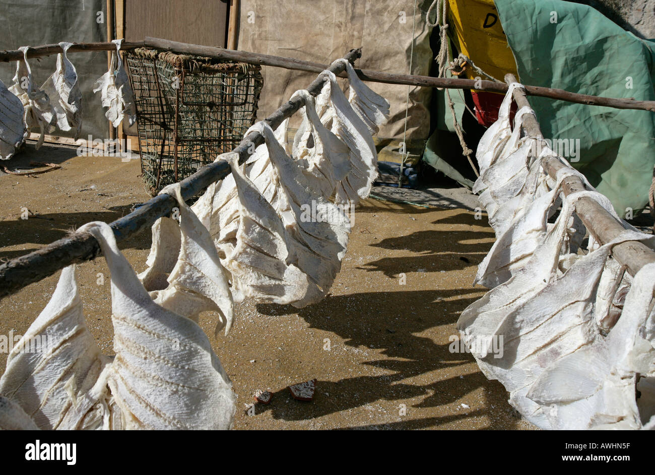 Fish hanging from wooden sticks and drying in the sun near the beach in ...