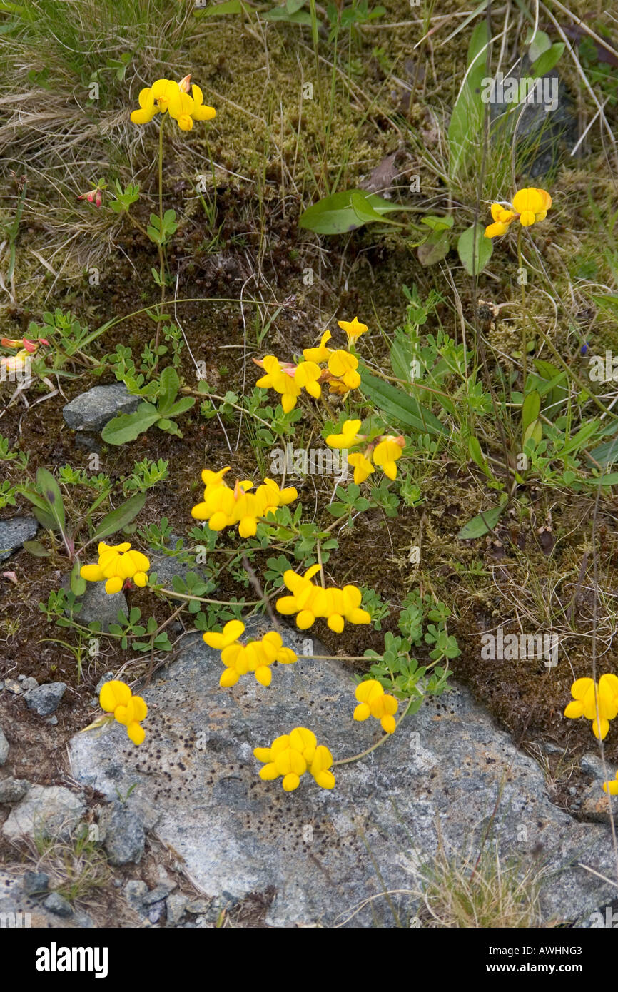 Common bird s foot hi-res stock photography and images - Alamy